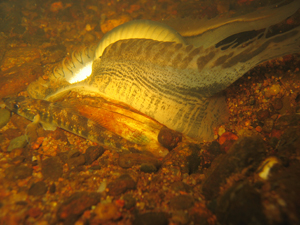 Brooding display of the Black Sandshell mussel. | Open Rivers Journal