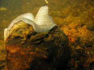 Winged Mapleleaf mantle display. Courtesy of Mike Davis, Minnesota ...