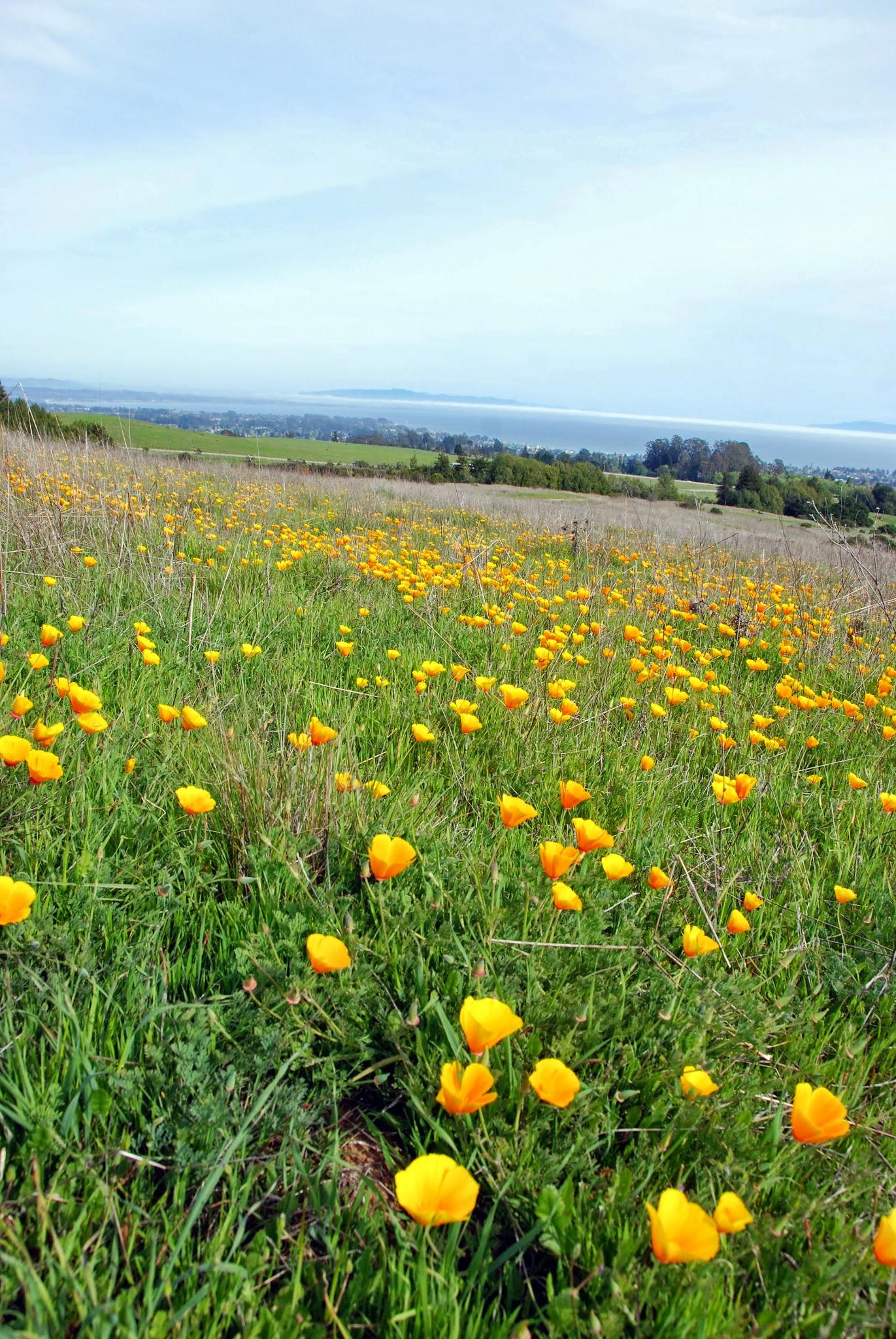 Poppies | Open Rivers Journal