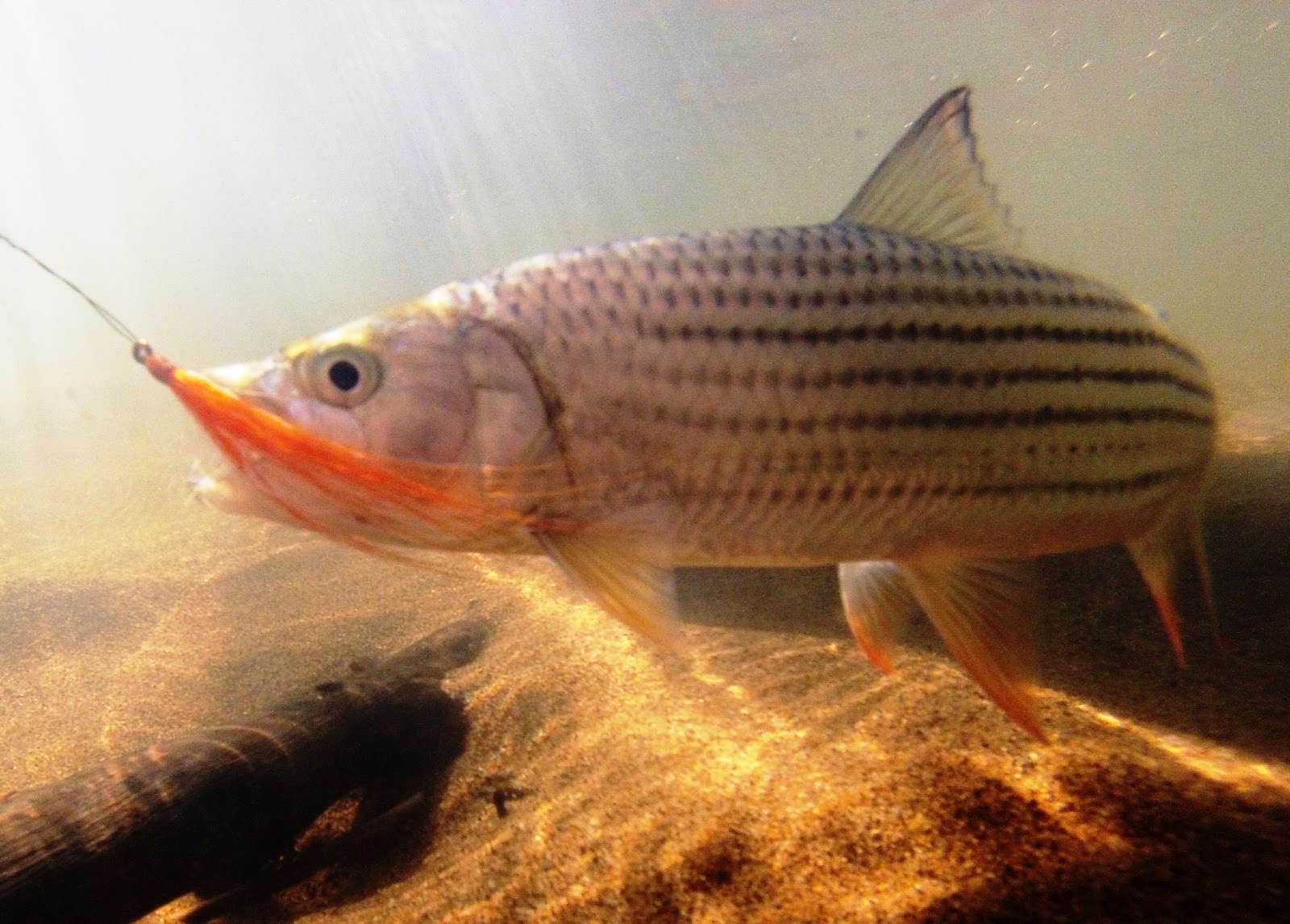 Tiger Fish | Open Rivers Journal