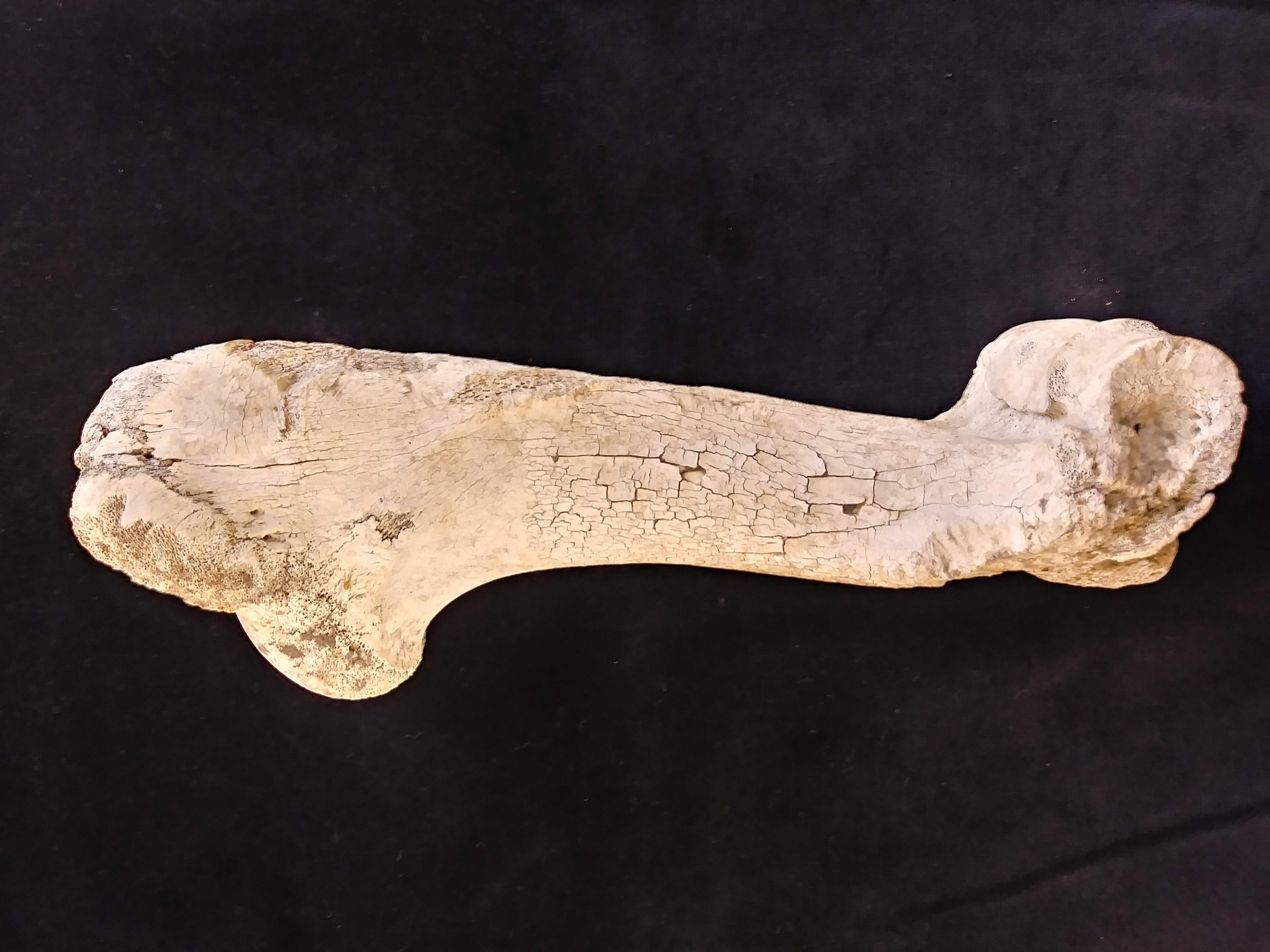 Weathered Bone | Open Rivers Journal