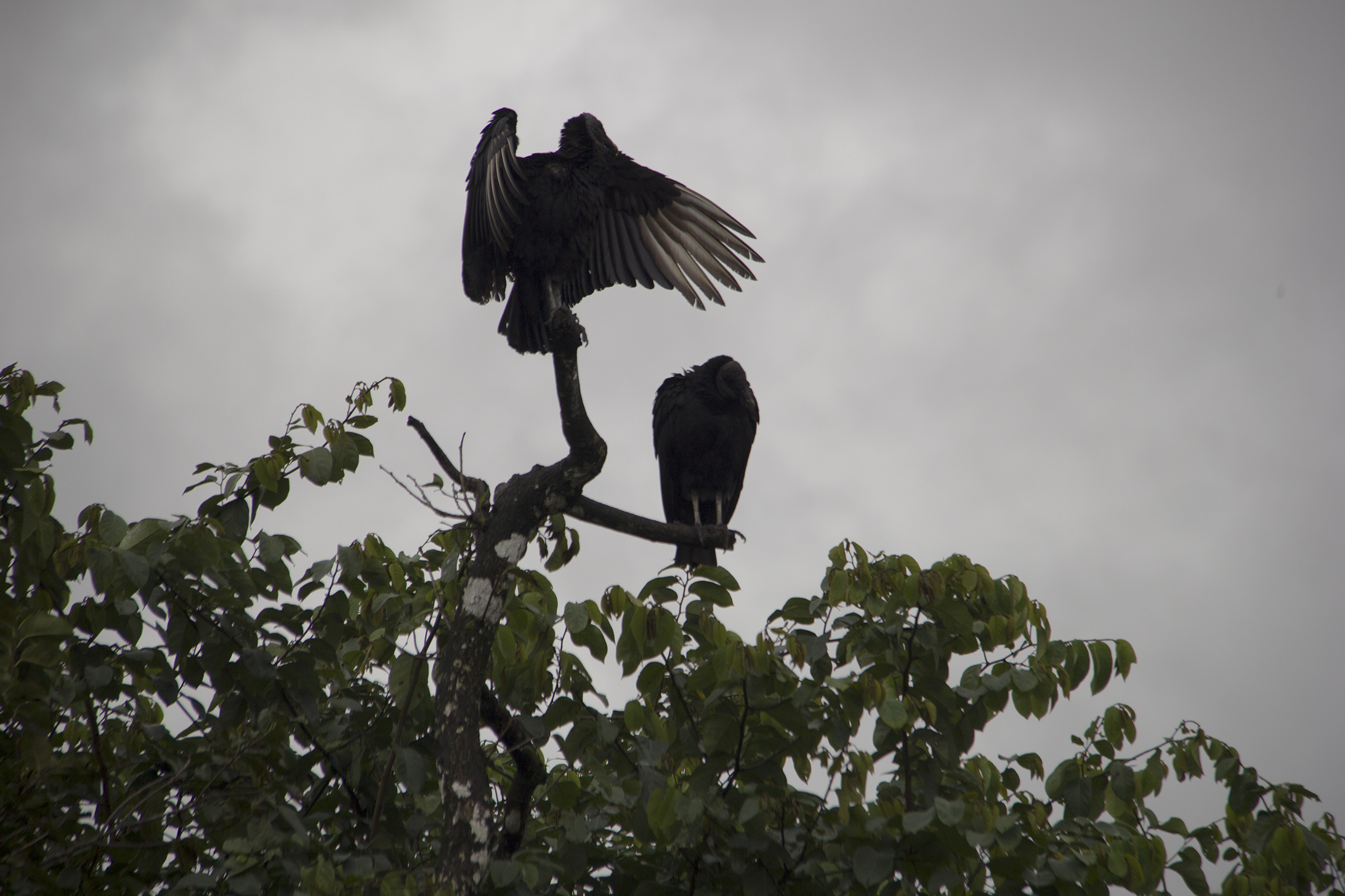 Urubos | Open Rivers Journal