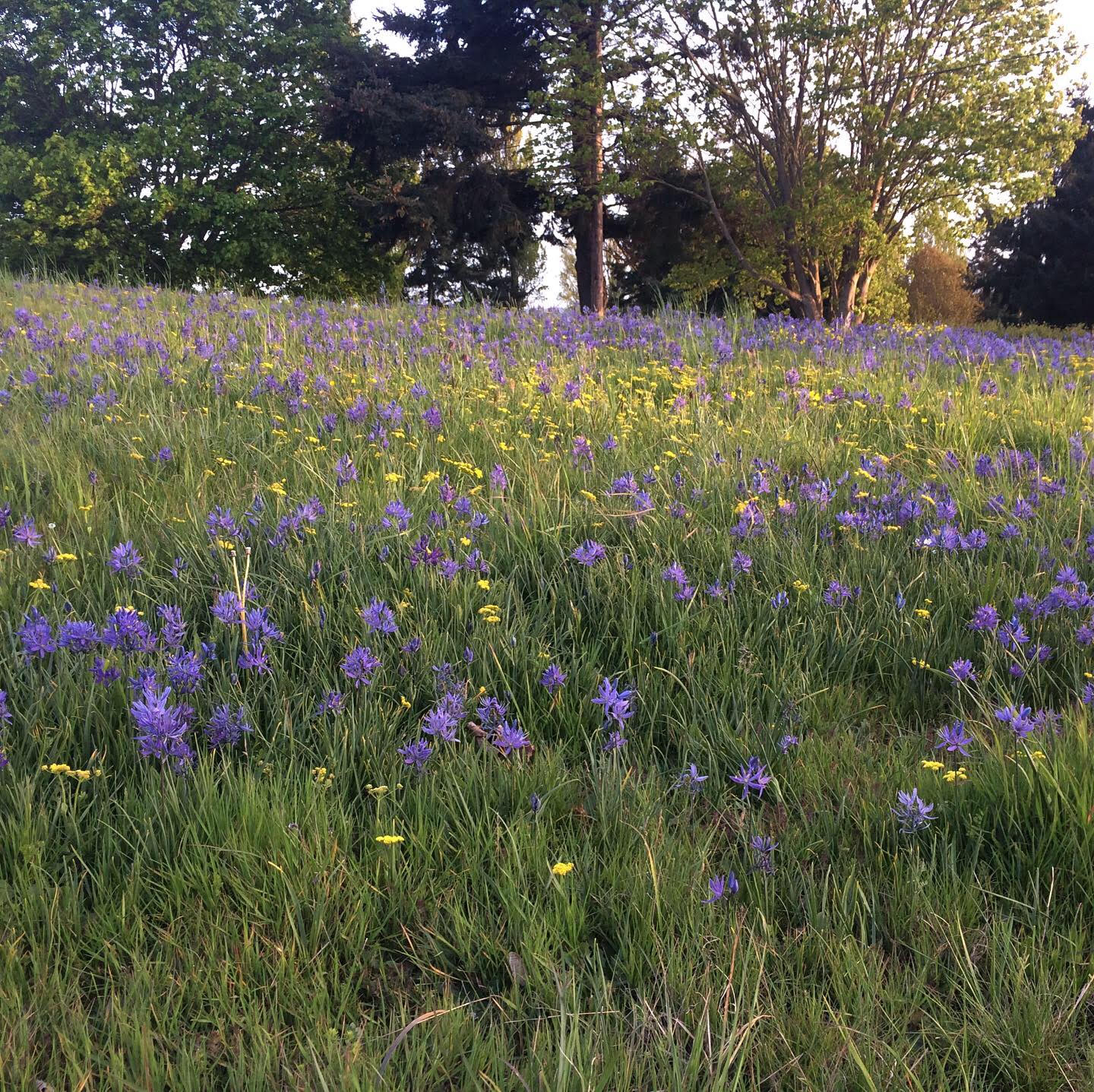 Camas Prairie in Bloom | Open Rivers Journal