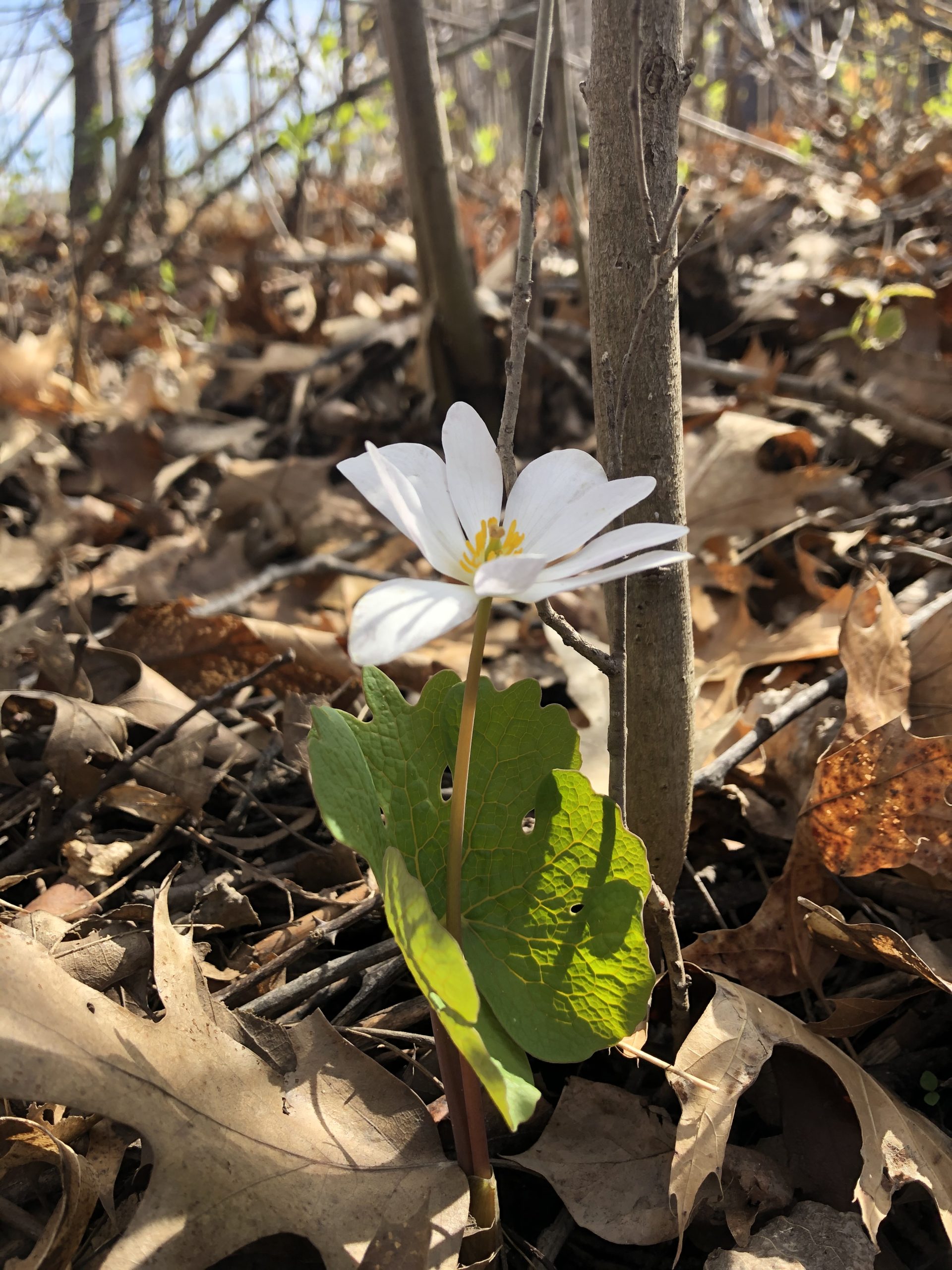 Bloodroot | Open Rivers Journal