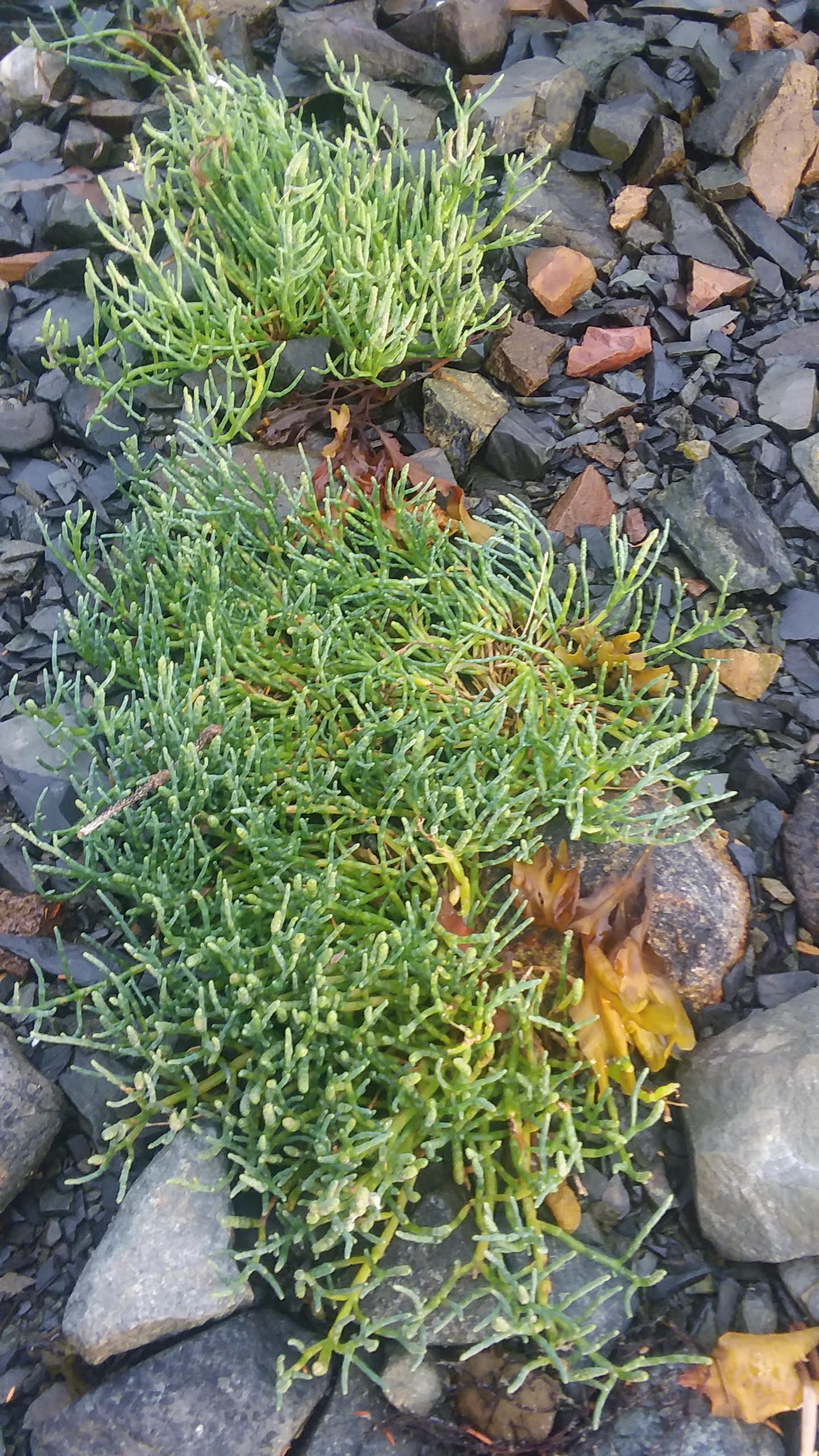 Sea Greens / Sea Asparagus | Open Rivers Journal